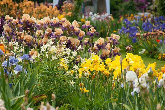 East-texas-iris-society